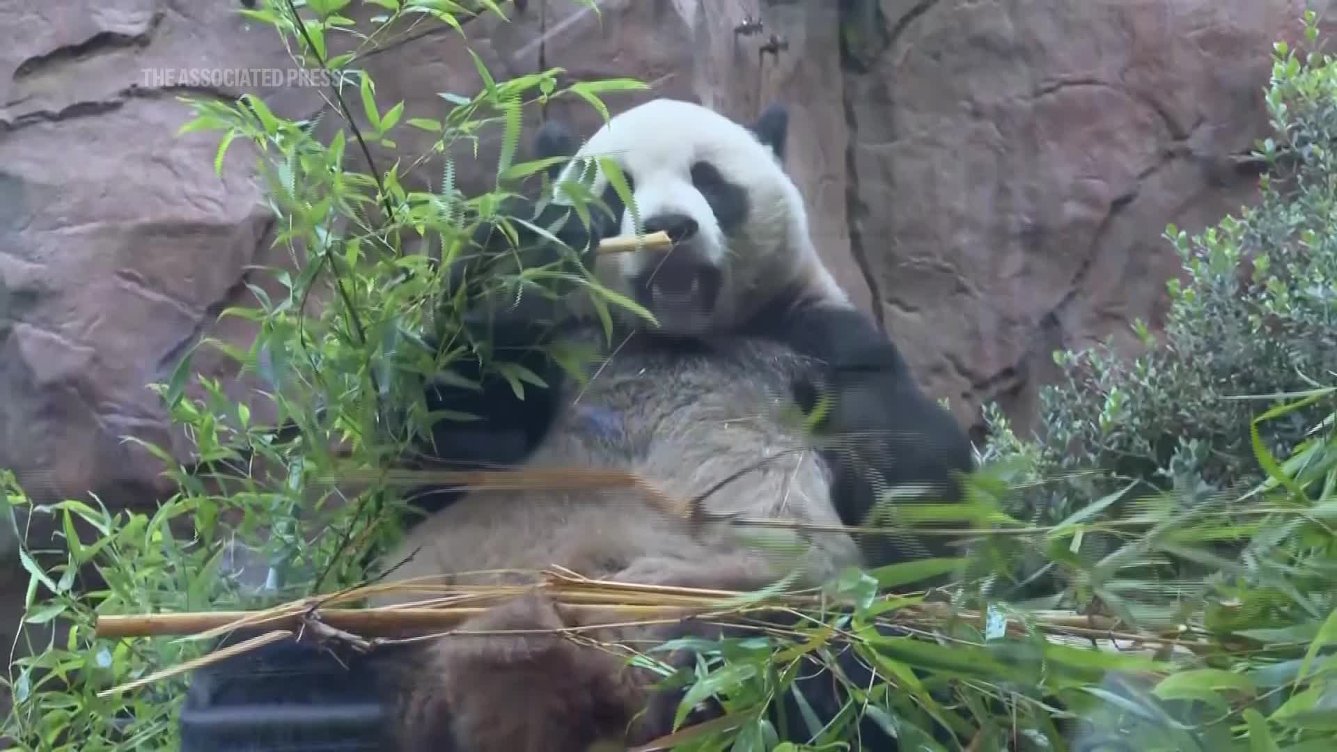 Meet America’s newest giant pandas, Yun Chuan and Xin Bao – WSPA 7NEWS
