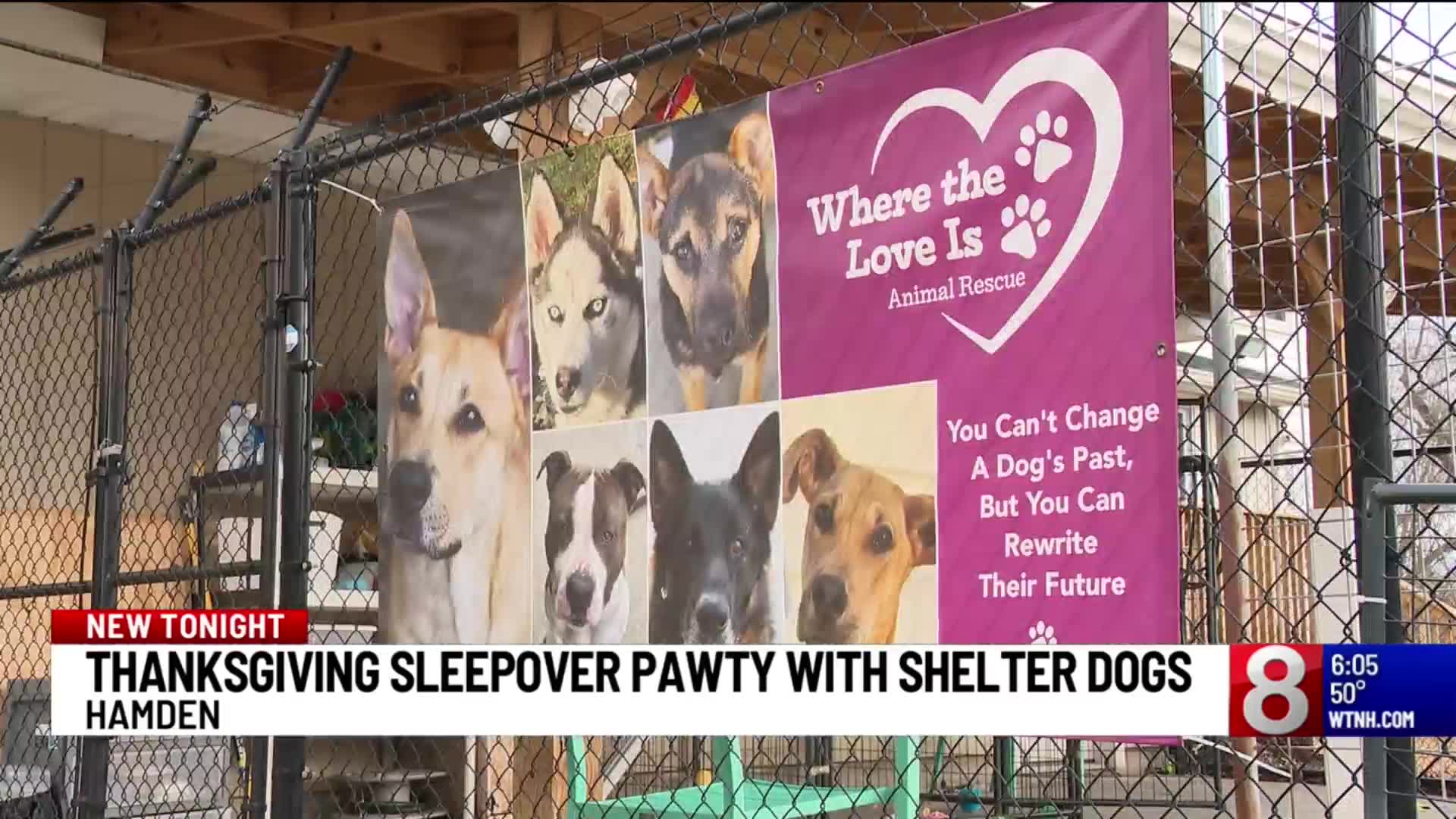 Hamden shelter places pets for Thanksgiving ‘Sleepover Paw-ty’ – WTNH.com