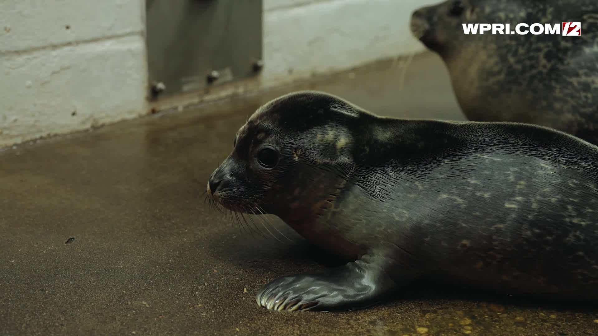 Video Now: Seal Pup Born at Mystic Aquarium – WPRI.com