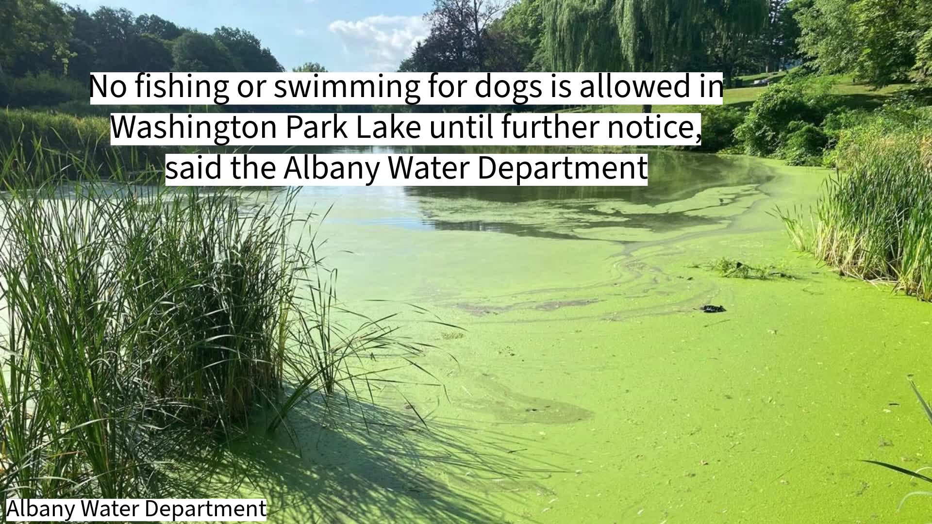 Albany officials warn of harmful algae blooms in Washington Park Lake ...