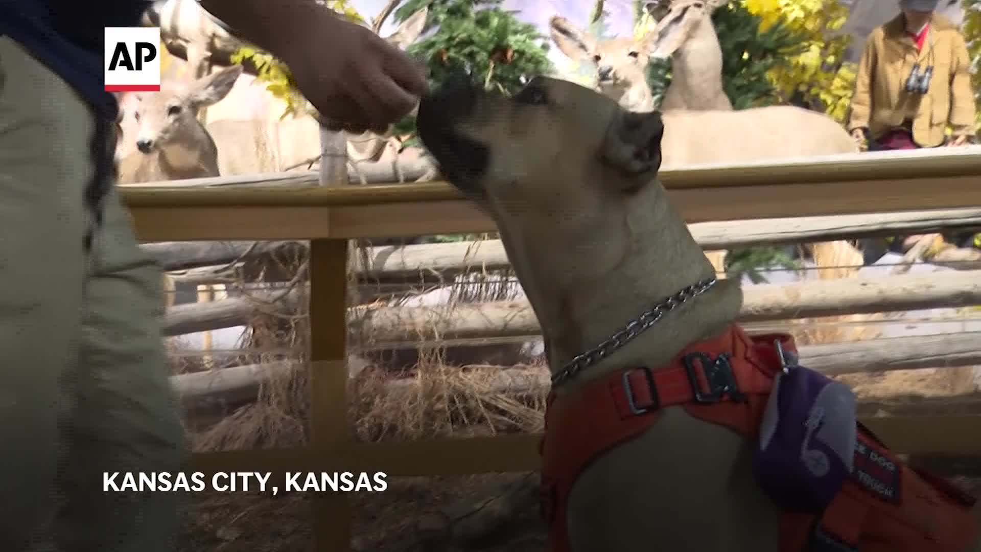 ‘I got my life back.’ Veterans with PTSD making progress thanks to ...