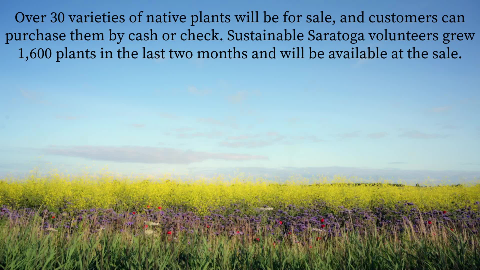 Sustainable Saratoga putting on Pollinator Palooza – NEWS10 ABC