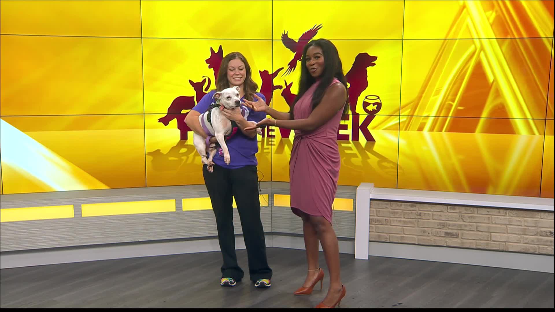 Mindy is up for Adoption – WSAV-TV
