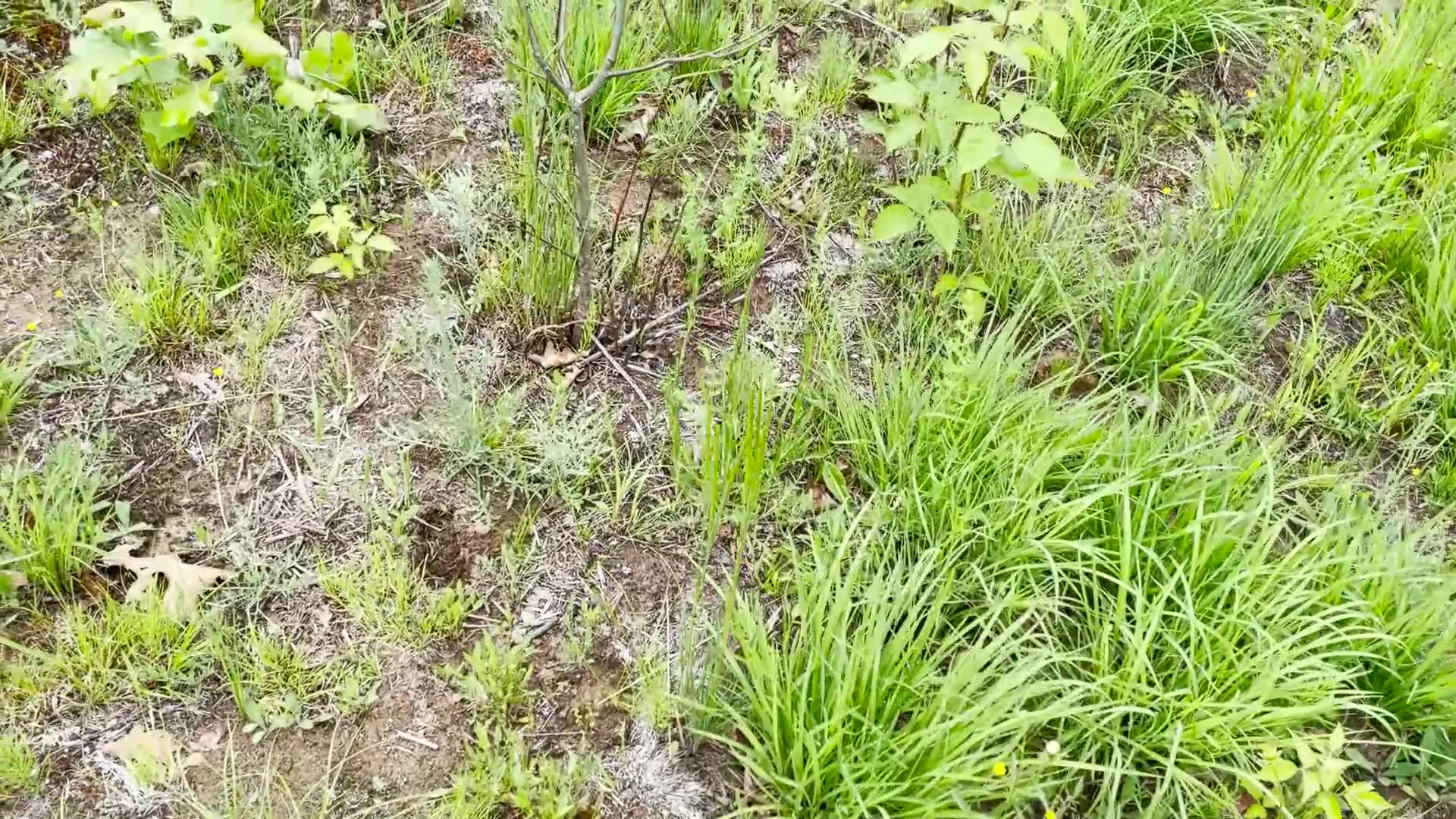 Researchers go on a turtle hunt – WOODTV.com