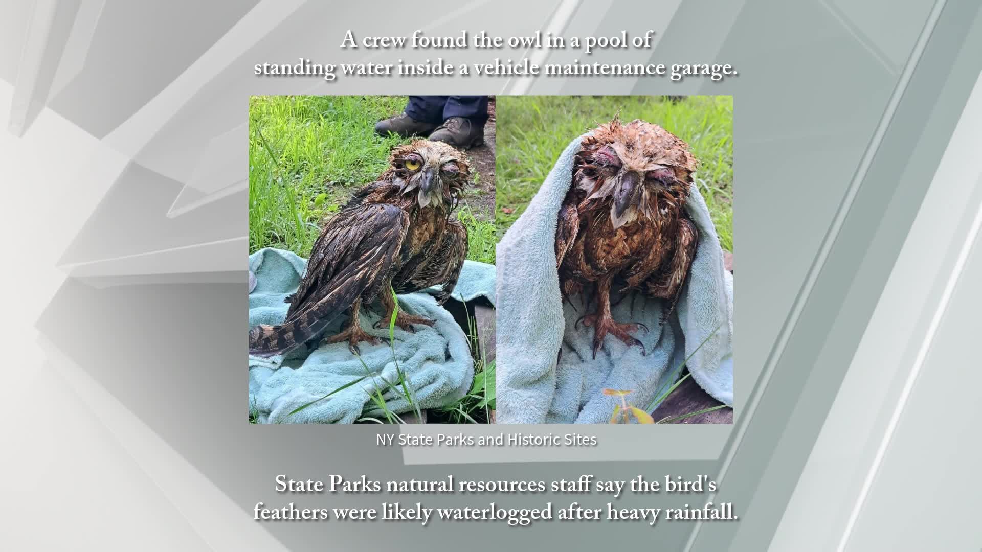 Owl rescued at Saratoga Spa State Park – NEWS10 ABC