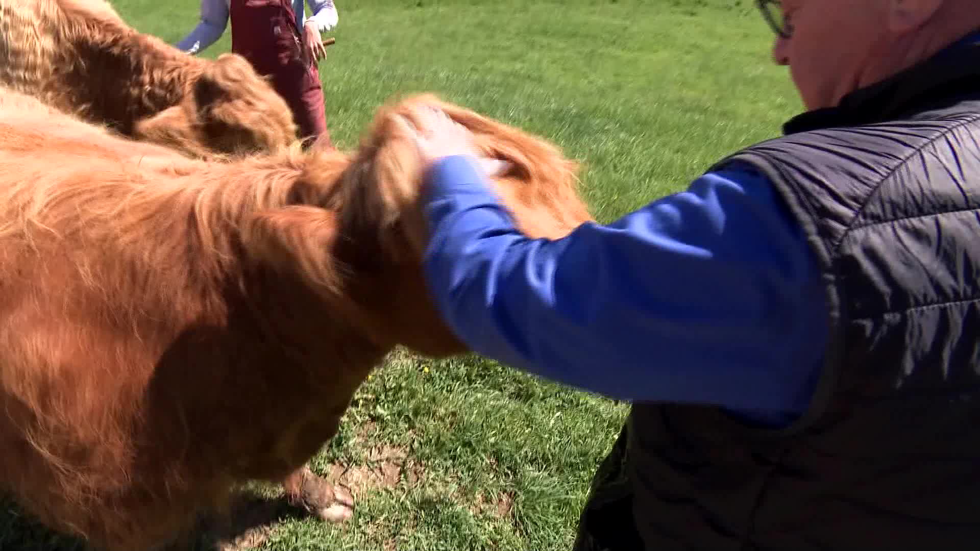 Ohio Valley farm offers unique way to relieve stress- Hug A Cow – WTRF