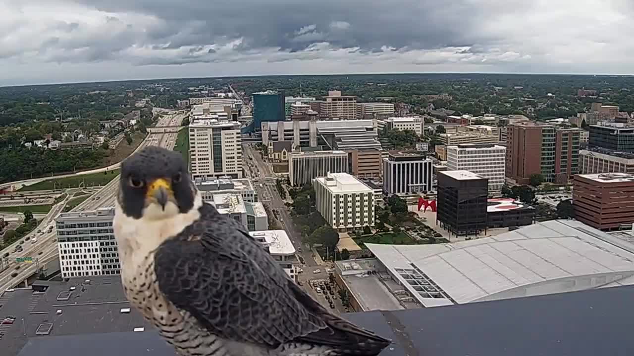 Peregrine falcon hangs out in front of River House camera – WOODTV.com