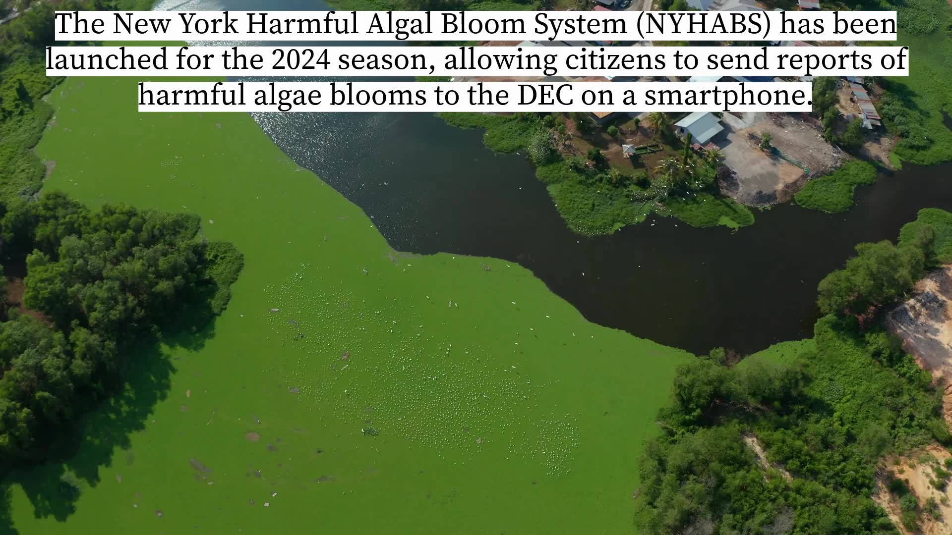 DEC launches algae reporting, interactive map site – NEWS10 ABC