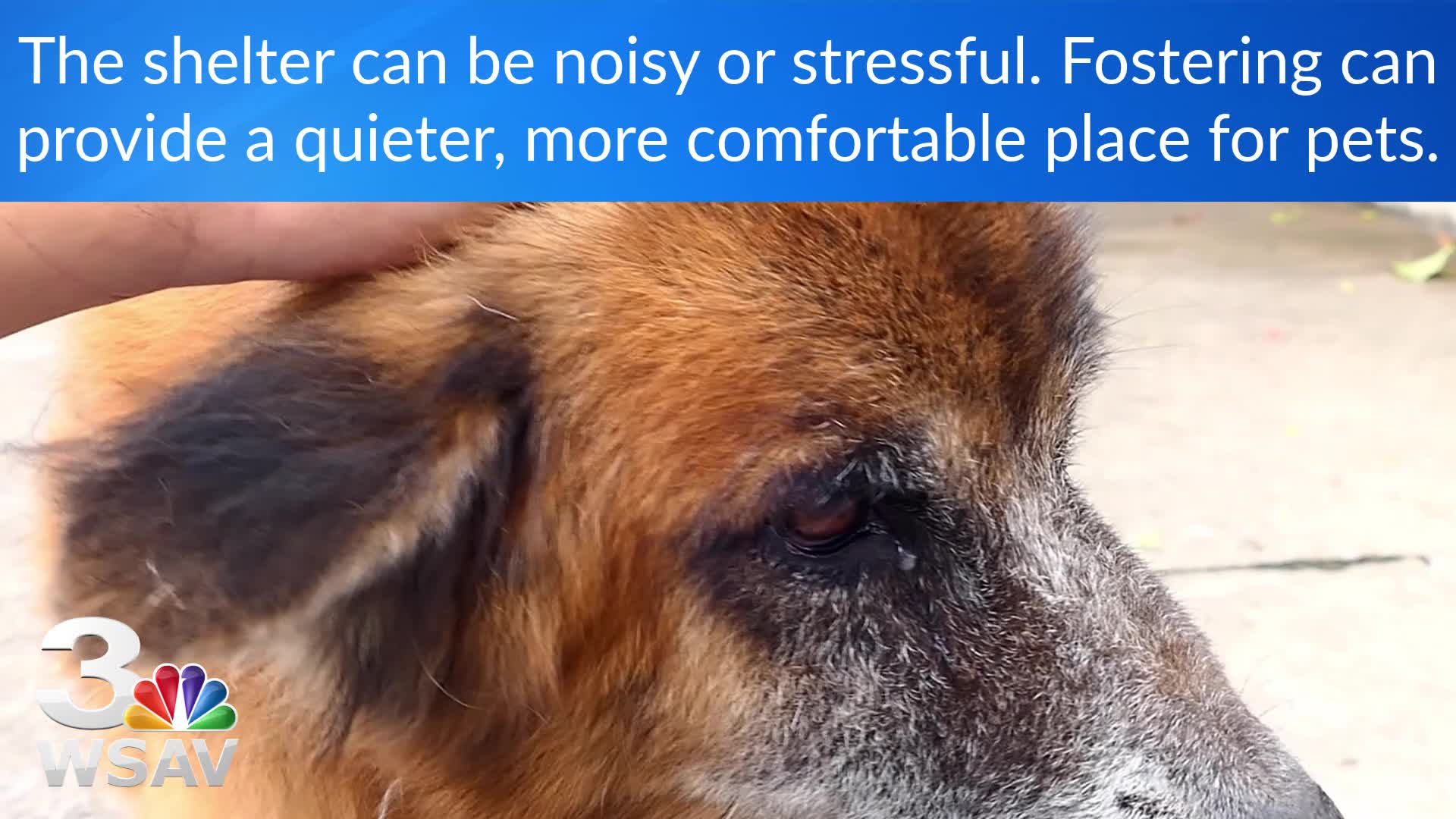 How does fostering help shelters, pets and you? – WSAV-TV