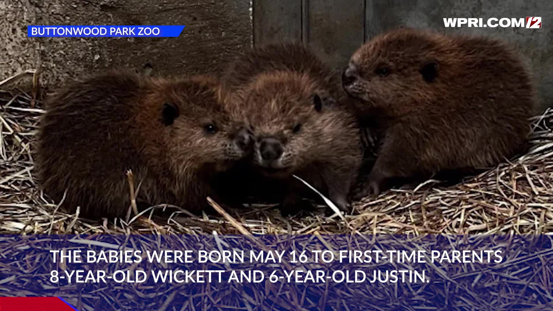 Video Now: 3 beaver babies born at Buttonwood Park Zoo – WPRI.com