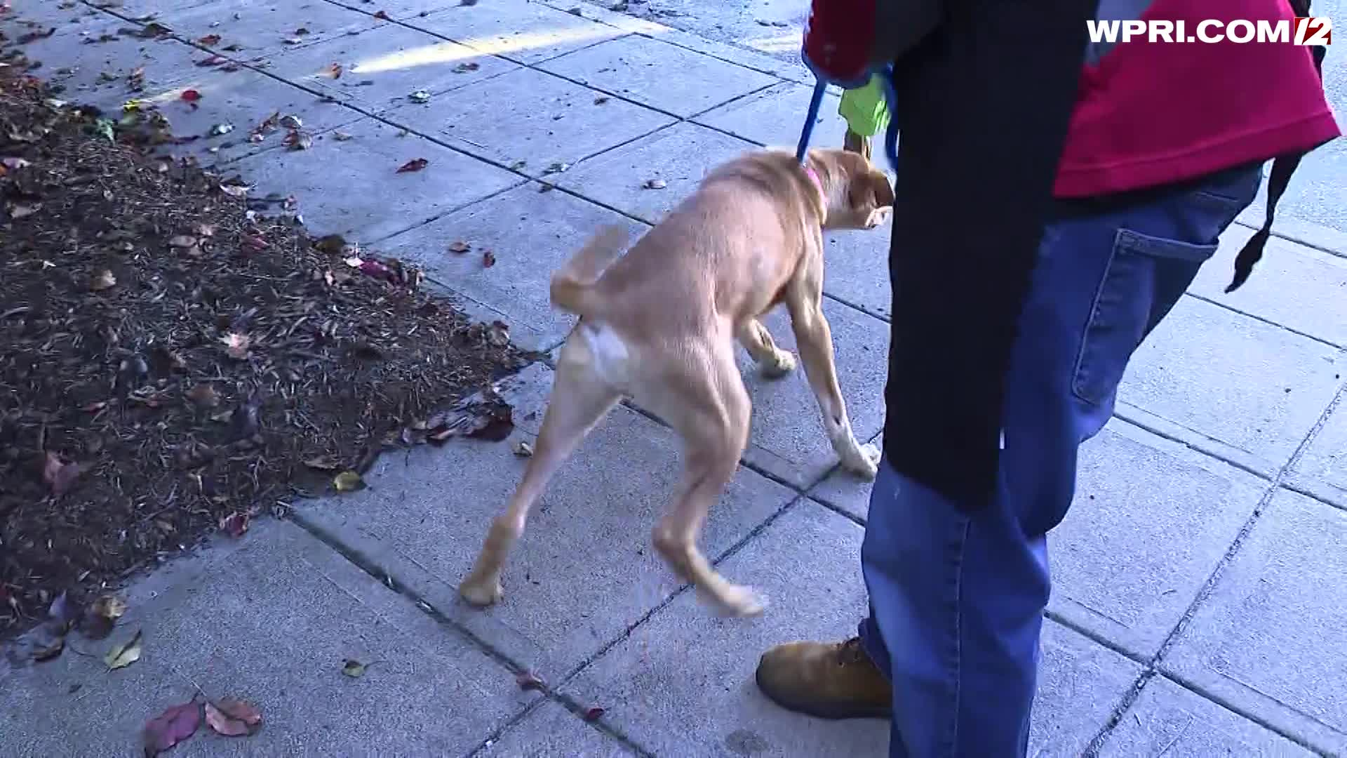 Video Now: 14 dogs arrive in RI from South Carolina – WPRI.com