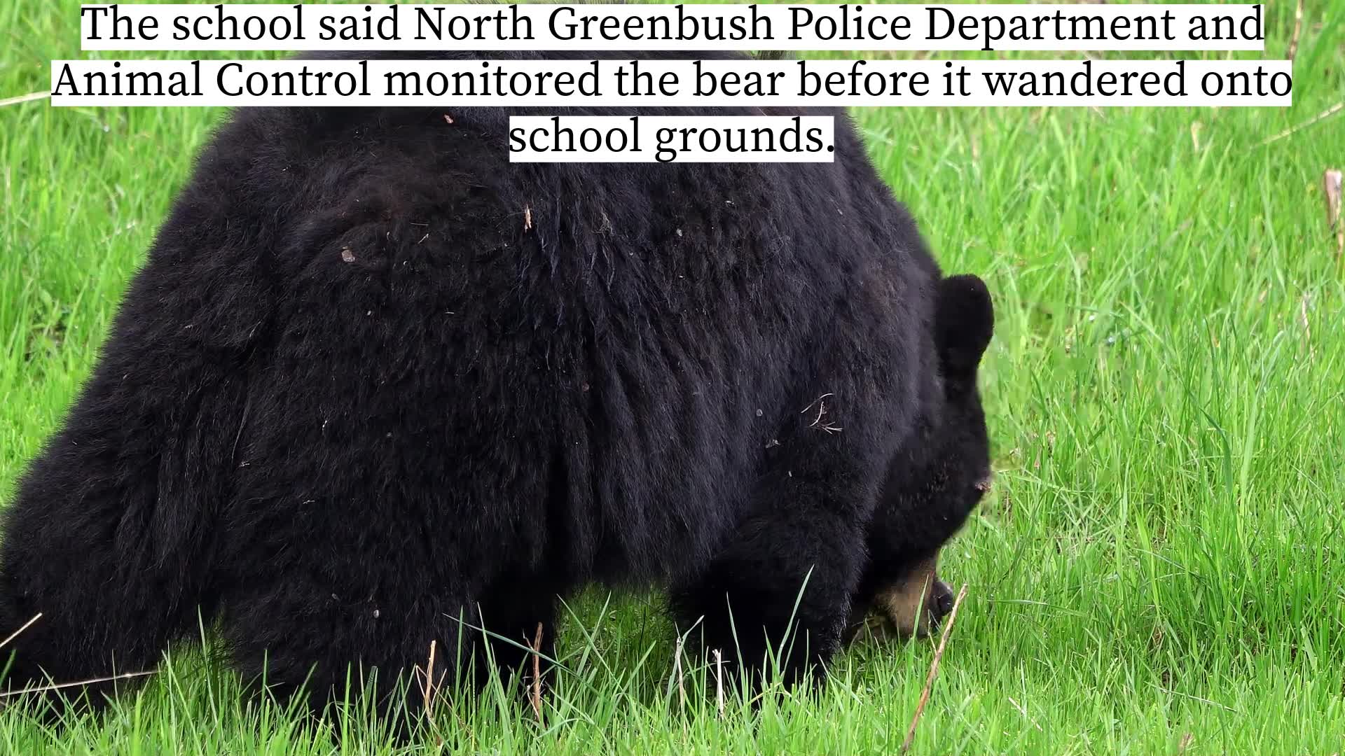 Bear sighting at Wynantskill Union Free School District – NEWS10 ABC