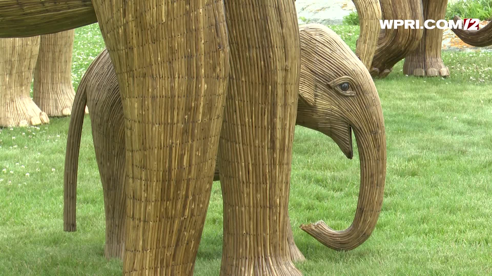 Video Now: Newport to welcome life-sized display of 100 elephant ...