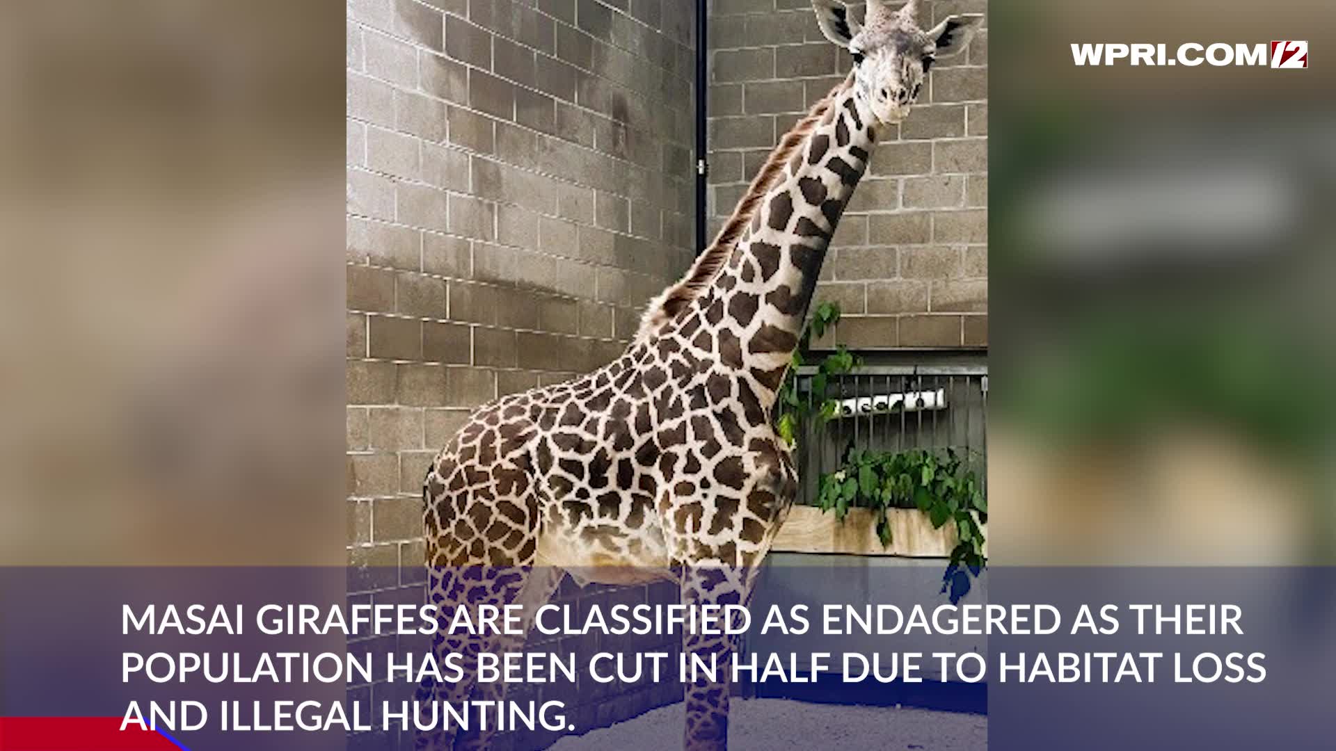 Video Now: Roger Williams Park Zoo welcomes 1-year-old giraffe – WPRI.com