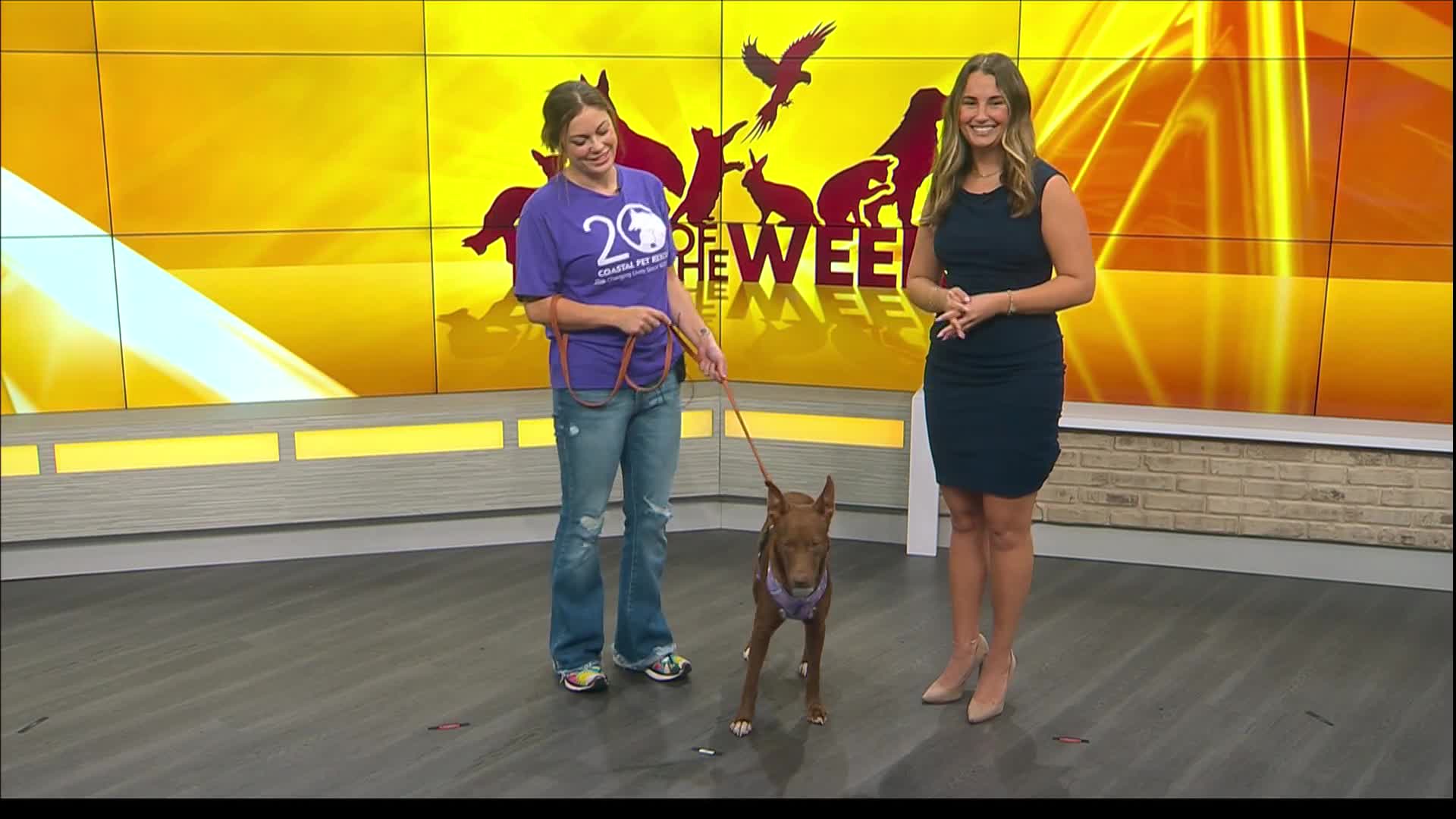 Pet of the week: Meet Shiloh – WSAV-TV
