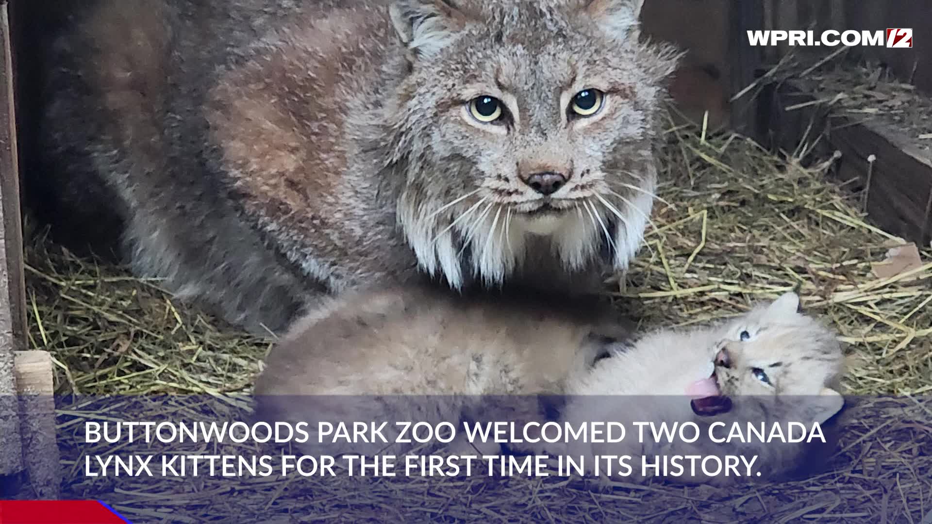 Video Now: Buttonwood Park Zoo celebrates first-ever litter of Canada ...