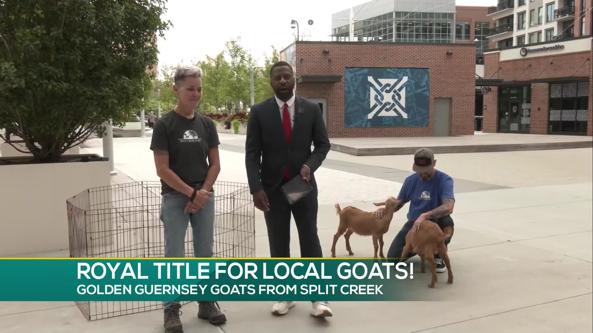 Small SC Goat Farm Has Royal Goats In Its Herd – WSPA 7NEWS