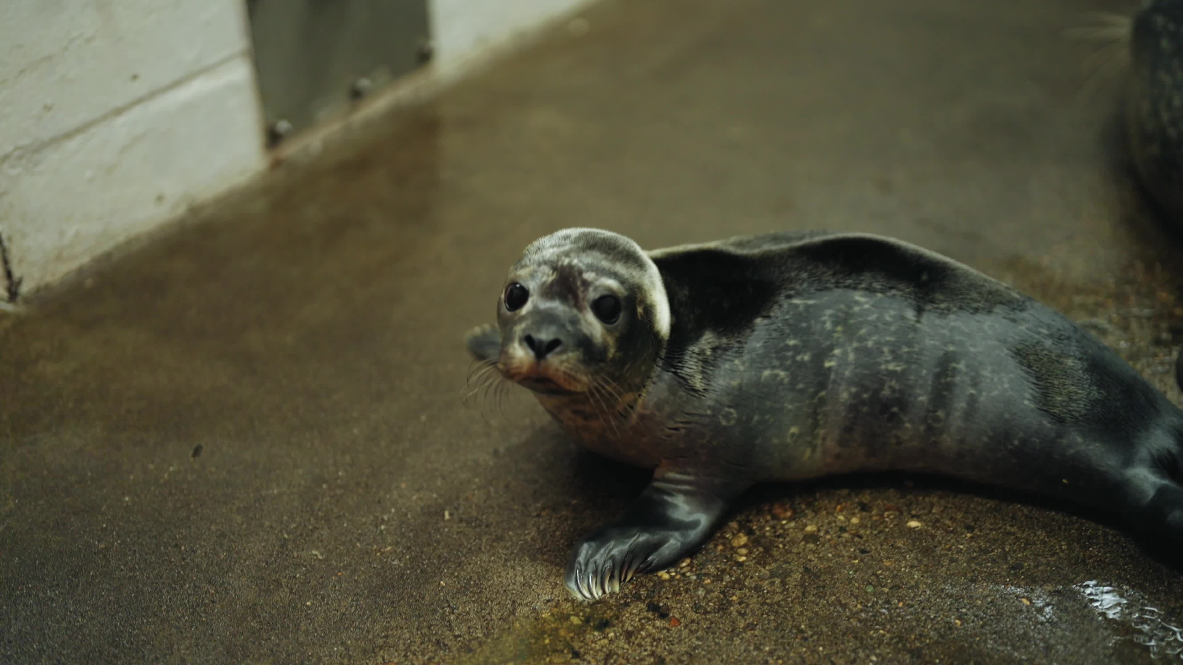 Baby seal born at Mystic Aquarium – WTNH.com